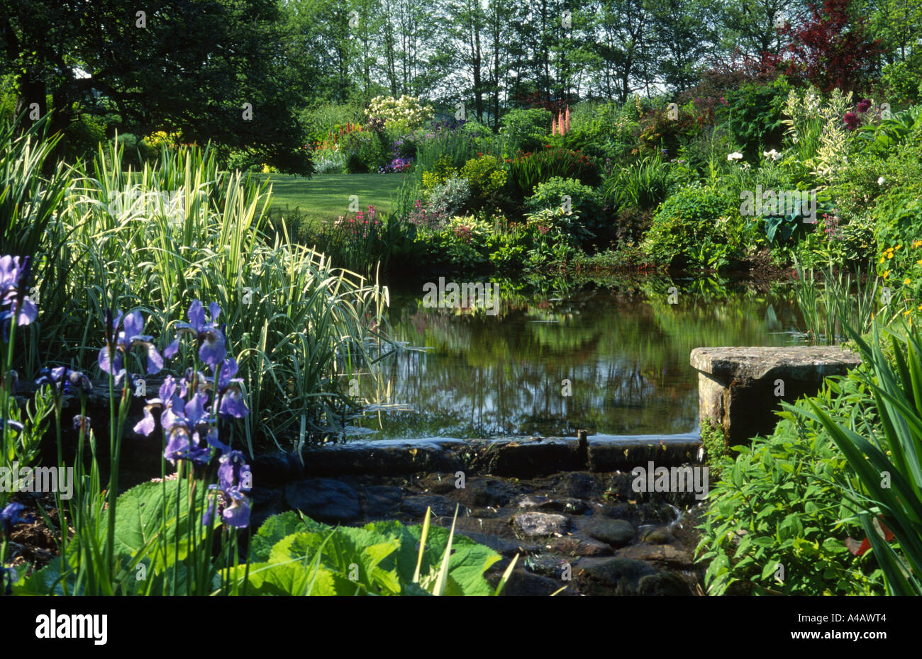 mill pond converted into a garden pool with marginal planting Stock ...