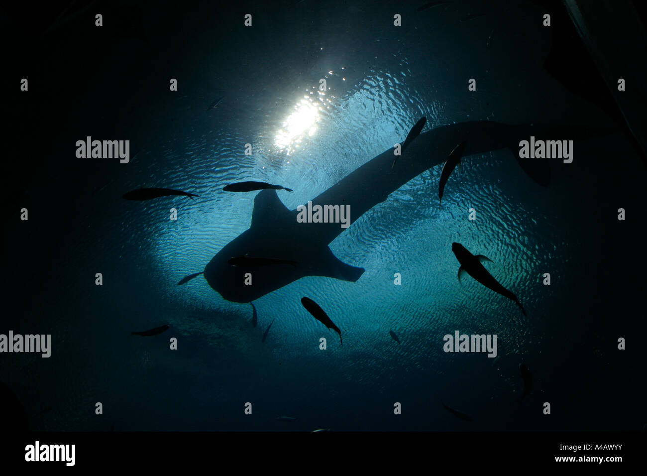 Whale shark feeding krill hi-res stock photography and images - Alamy