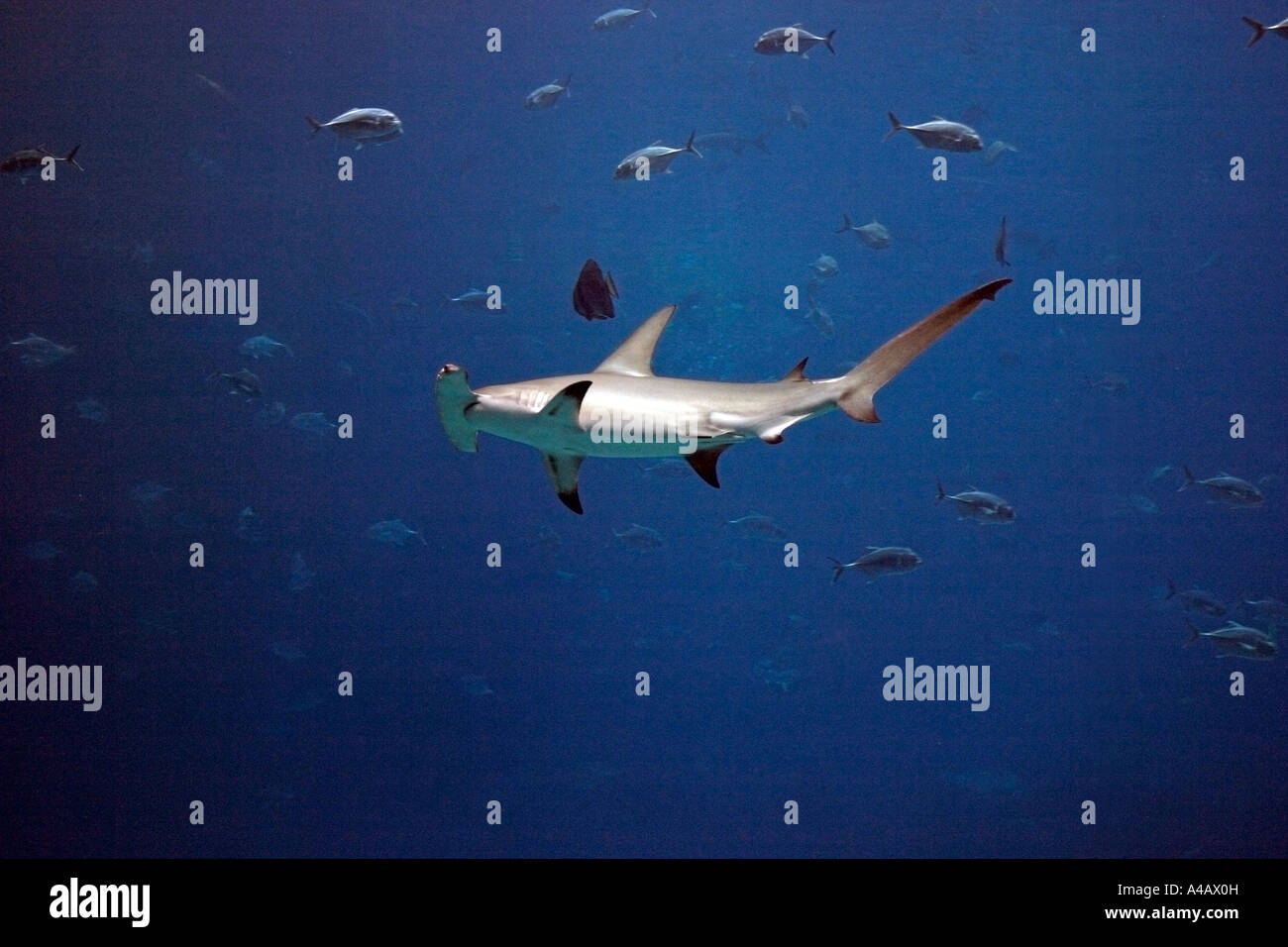 Shark hammer head hi-res stock photography and images - Alamy