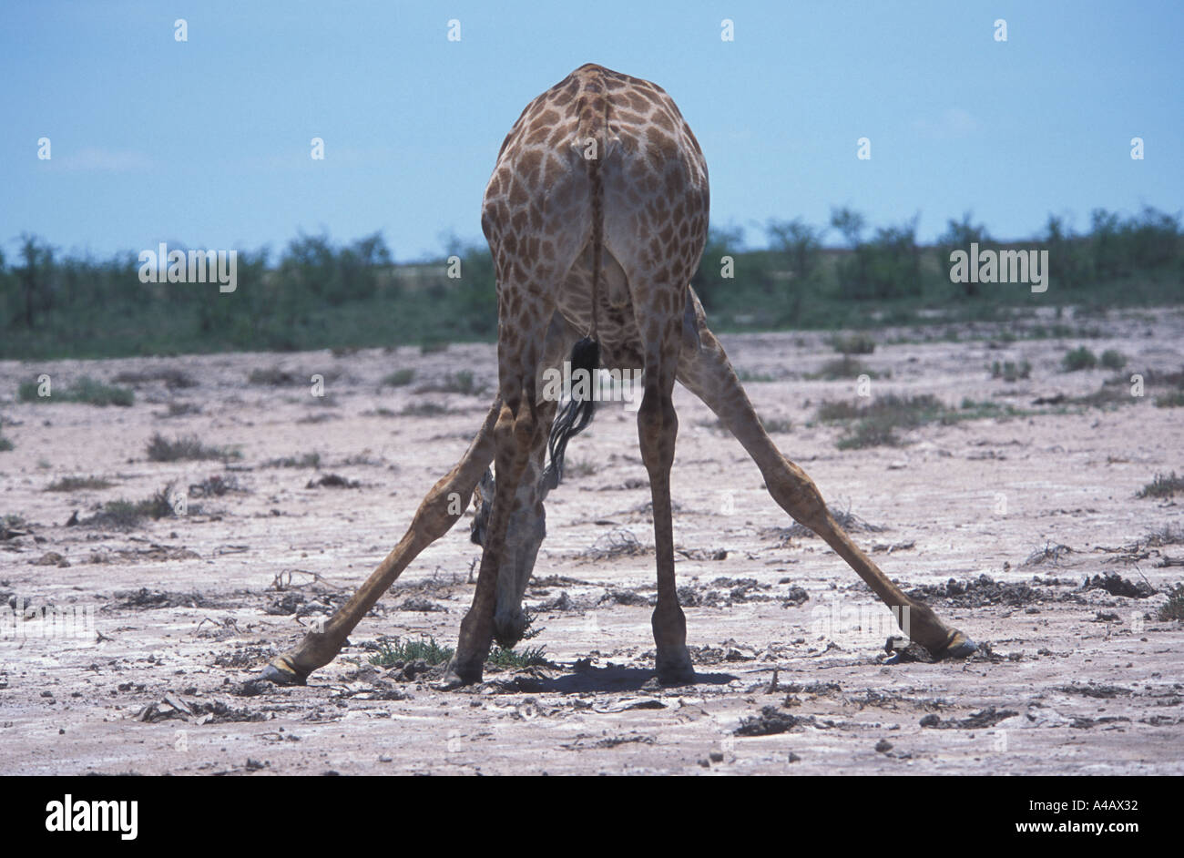 Giraffe legs spread hi-res stock photography and images - Alamy