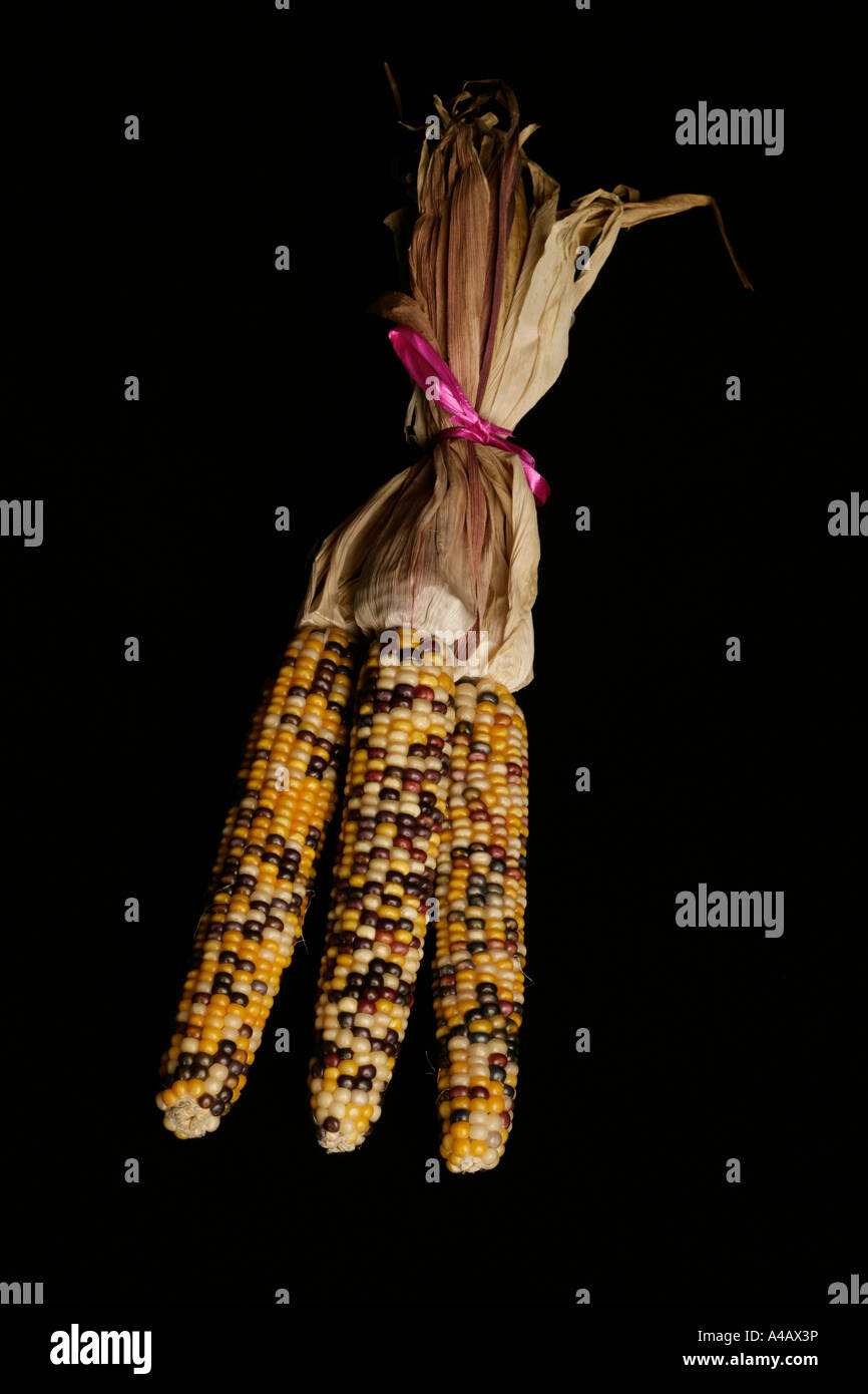 coloured corn on the cob holoween vegetable Stock Photo - Alamy