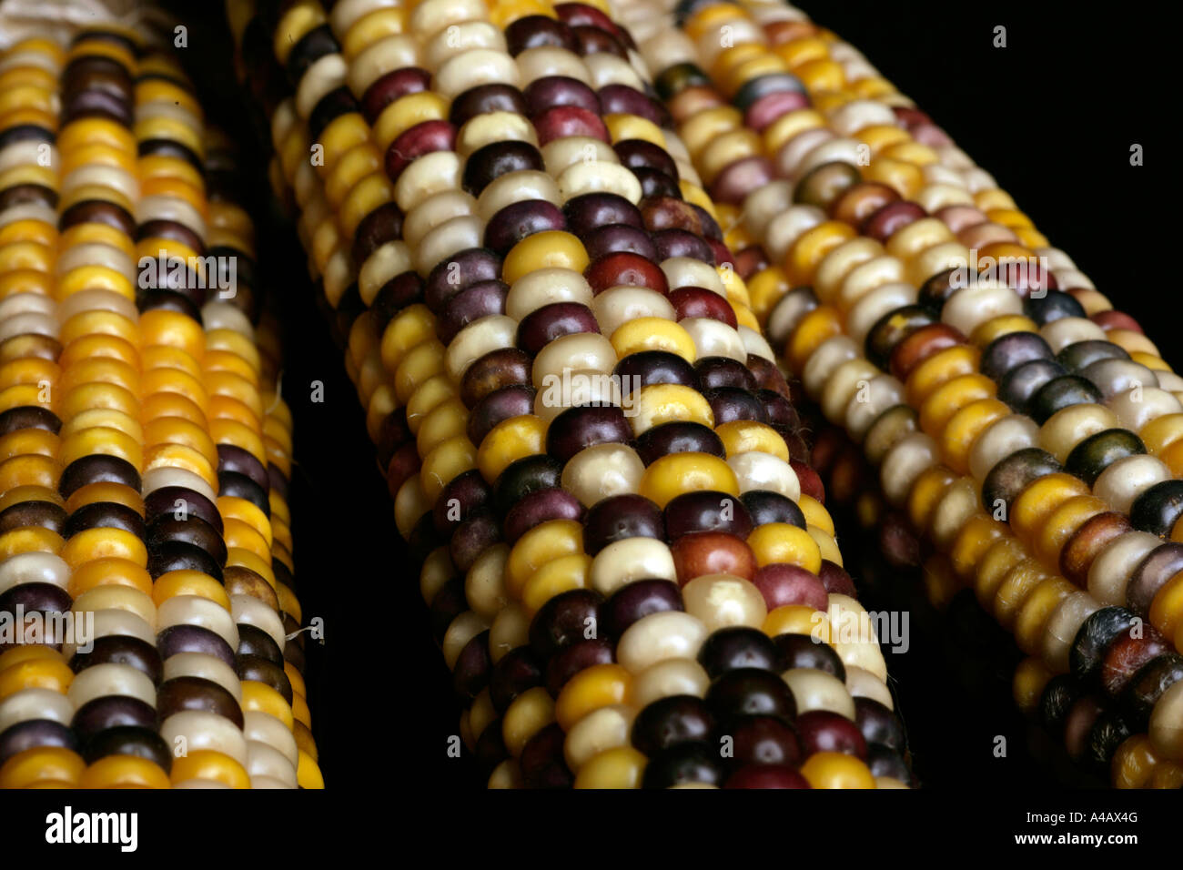 coloured corn on the cob south american vegetable Stock Photo - Alamy