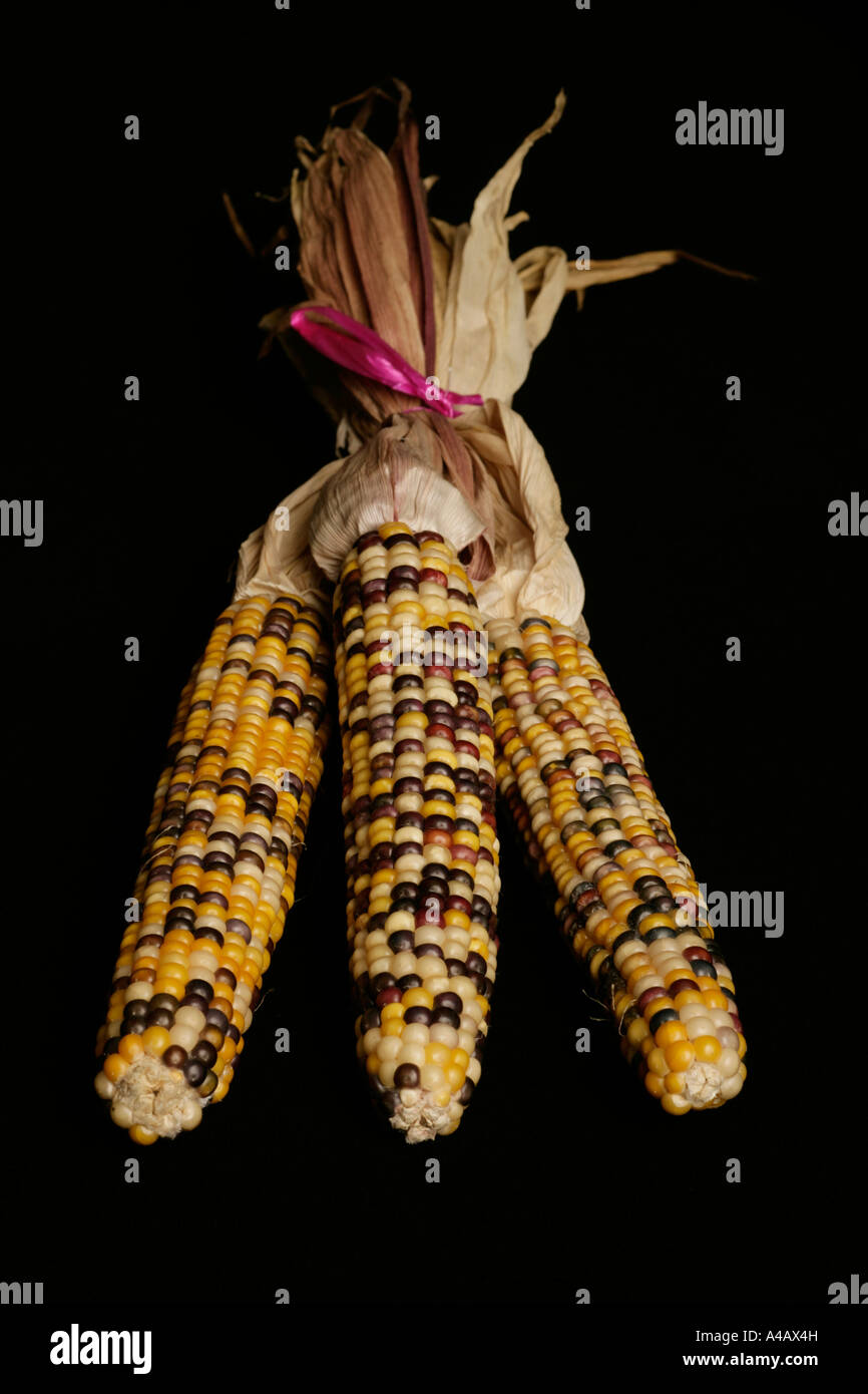 coloured corn on the cob south america vegetable Stock Photo - Alamy