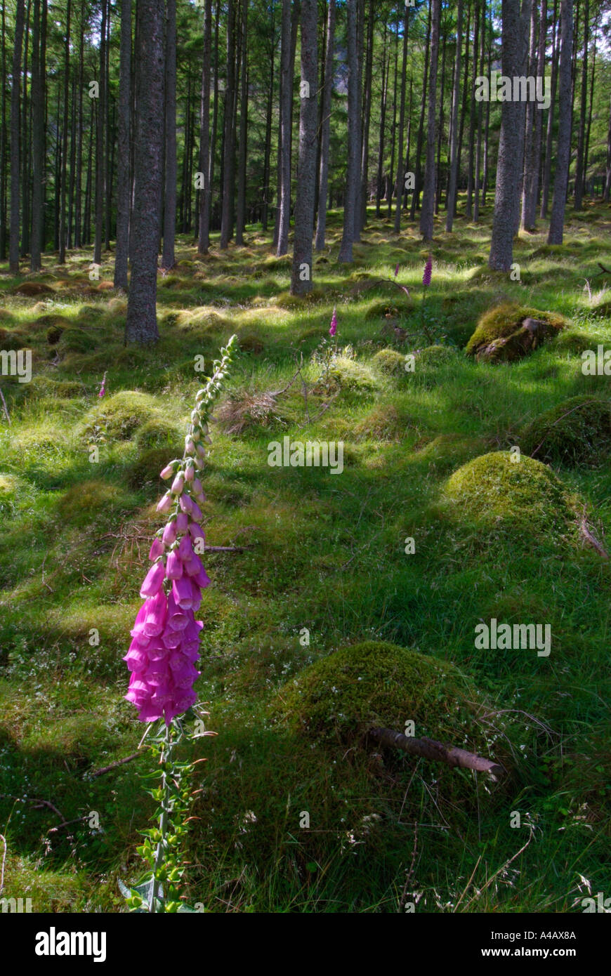 Bright pink common foxglove in Burtness wood near Buttermere Lake ...