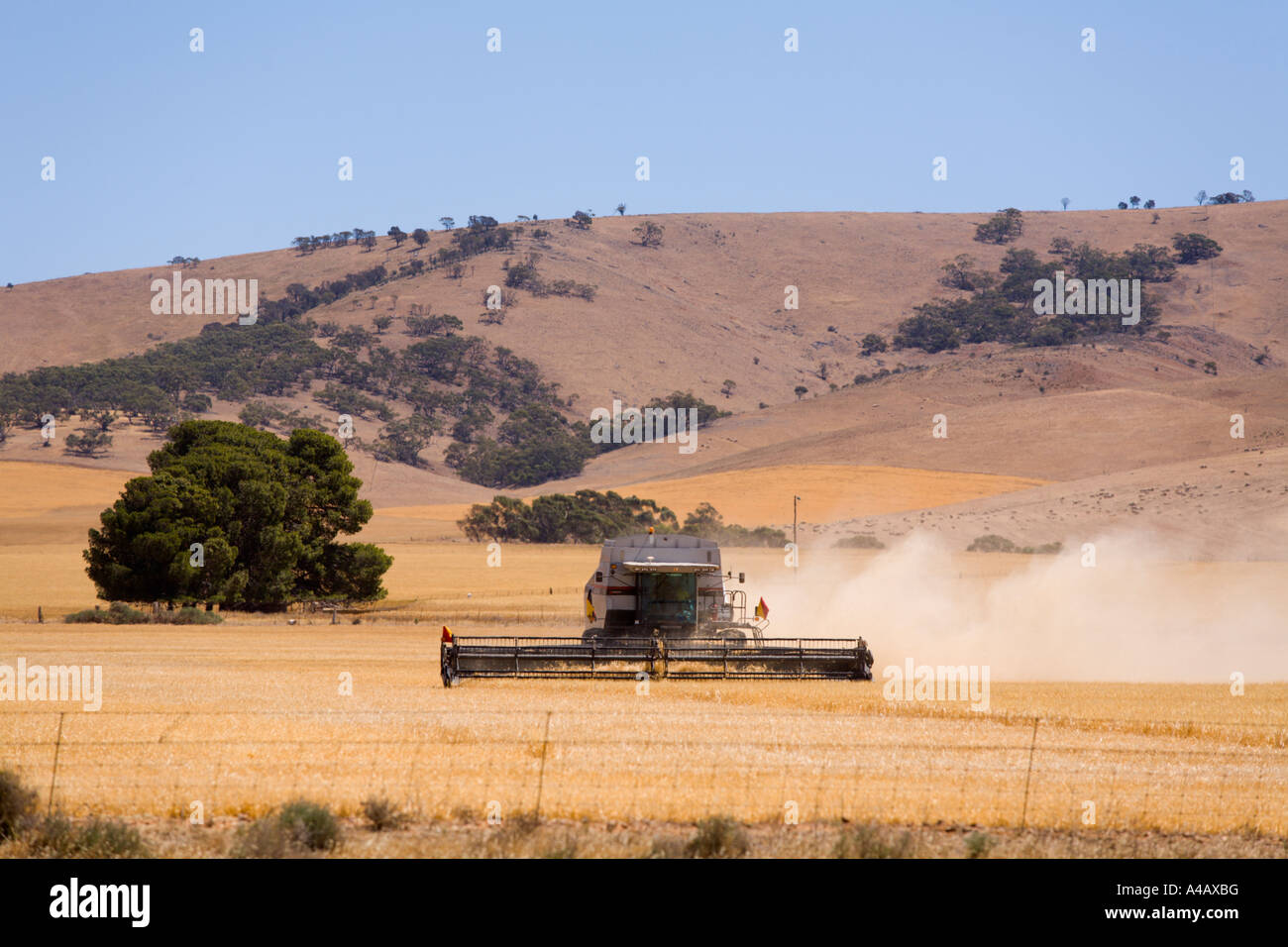 Harvesting the crop during the 2006 Australian drought Stock Photo - Alamy