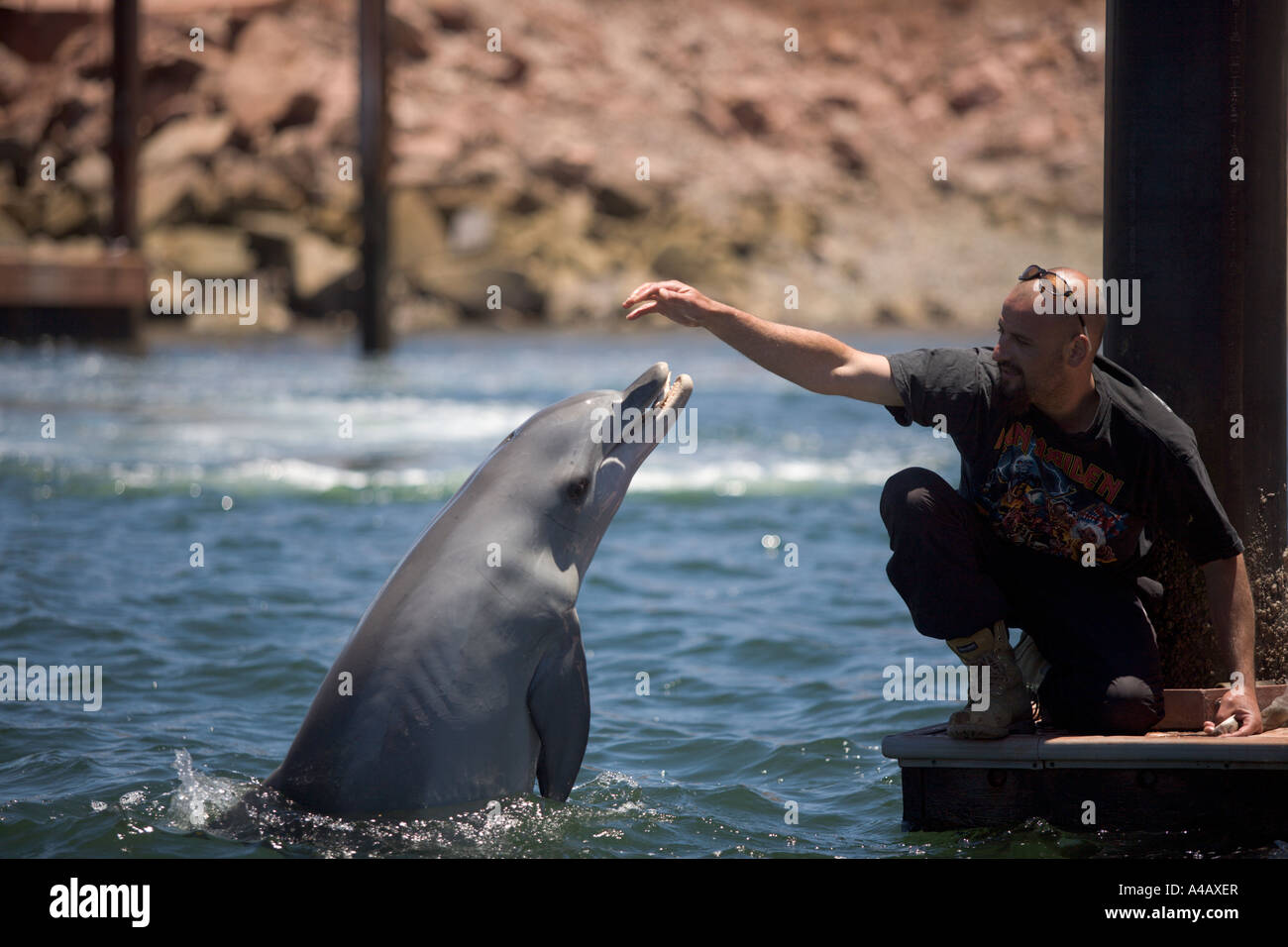 Man feeding dolphin in Whyalla Harbour Australia Stock Photo - Alamy
