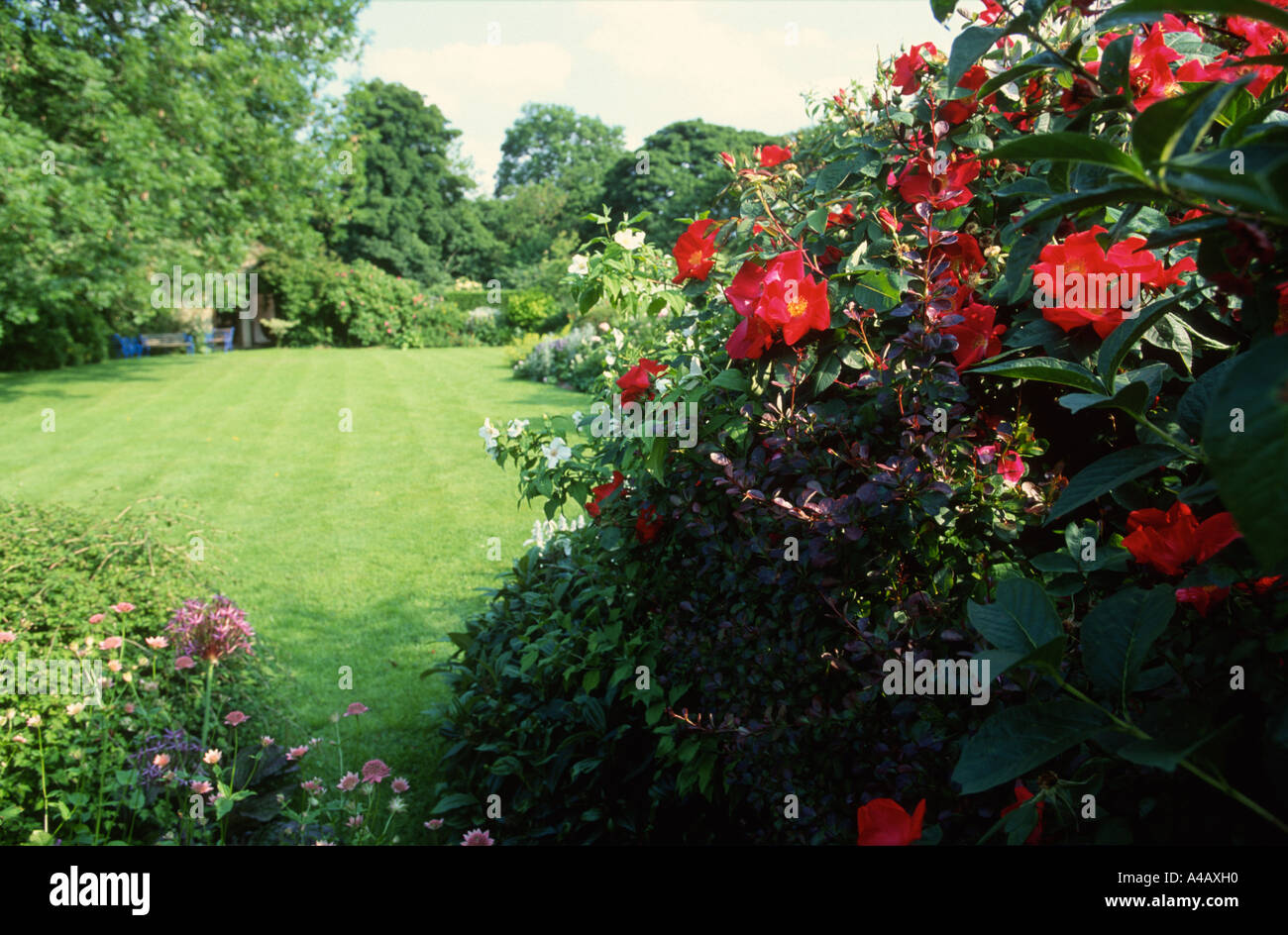 Large lawn rose bush hi-res stock photography and images - Alamy