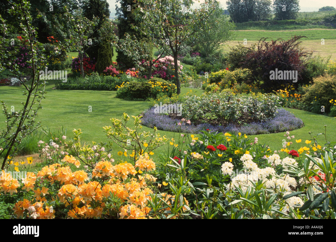 large island bed with forget me not Stock Photo - Alamy