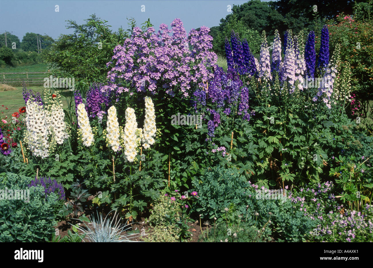 Delphinium Garden Bed