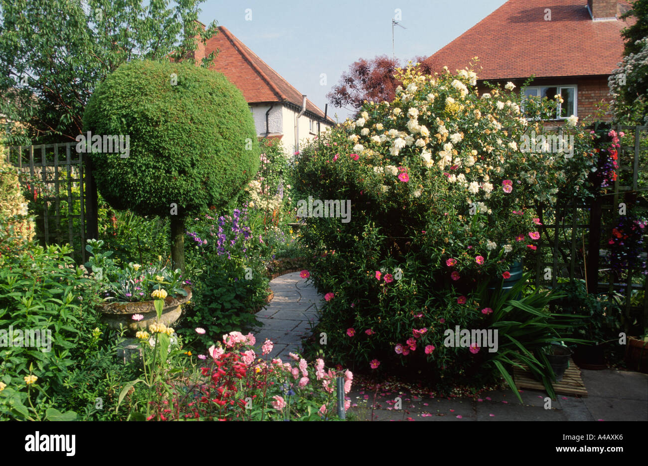 Standard rose bushes hi-res stock photography and images - Alamy
