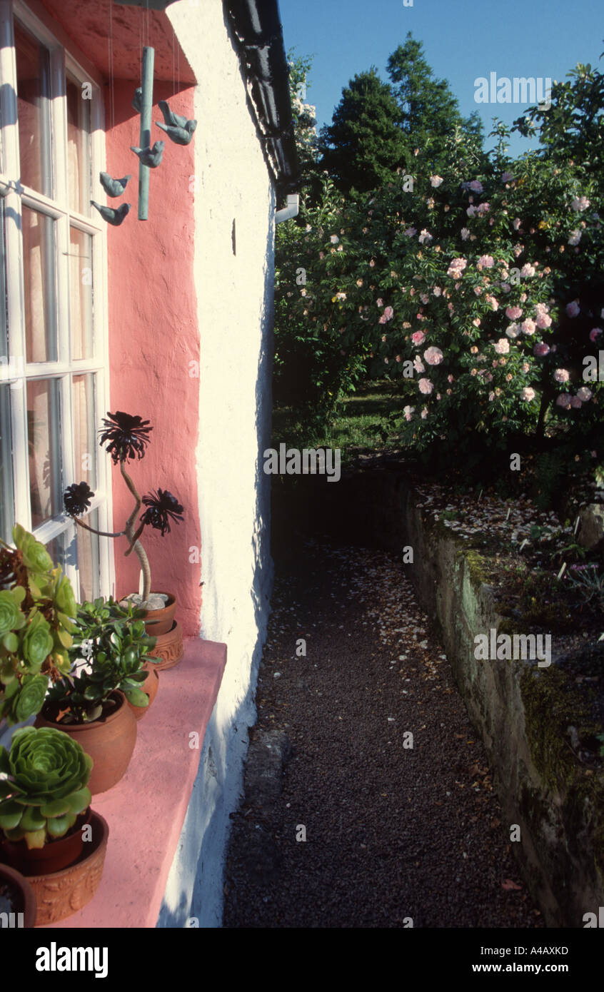 window sill with house leeks growing semperivium Stock Photo - Alamy