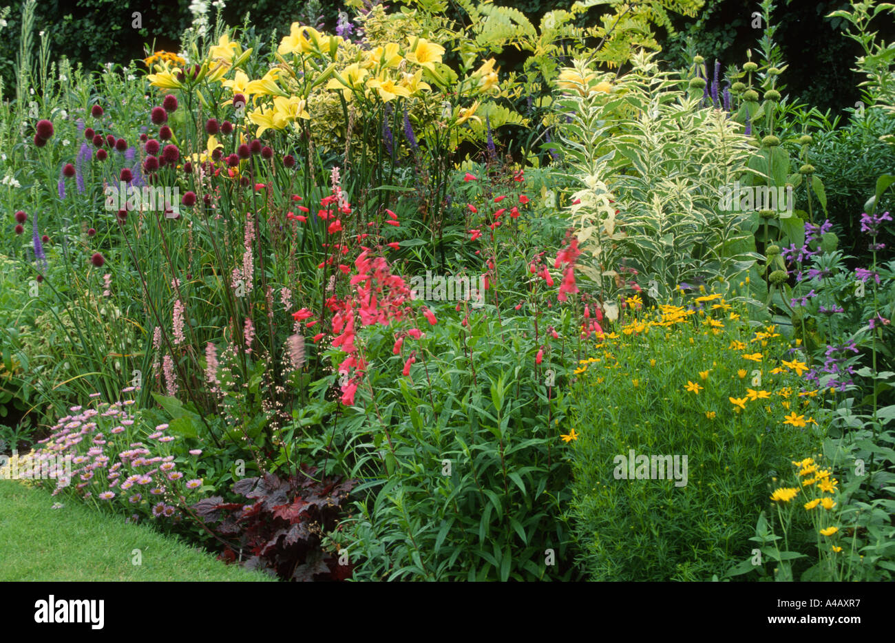 deep border with penstemons and alliums Stock Photo - Alamy