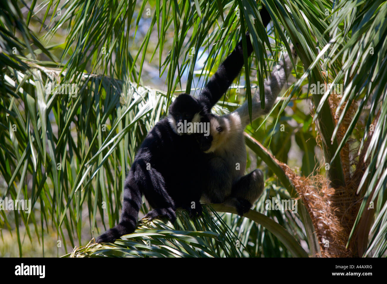 Siamang gibbon ape sitting hi-res stock photography and images - Alamy
