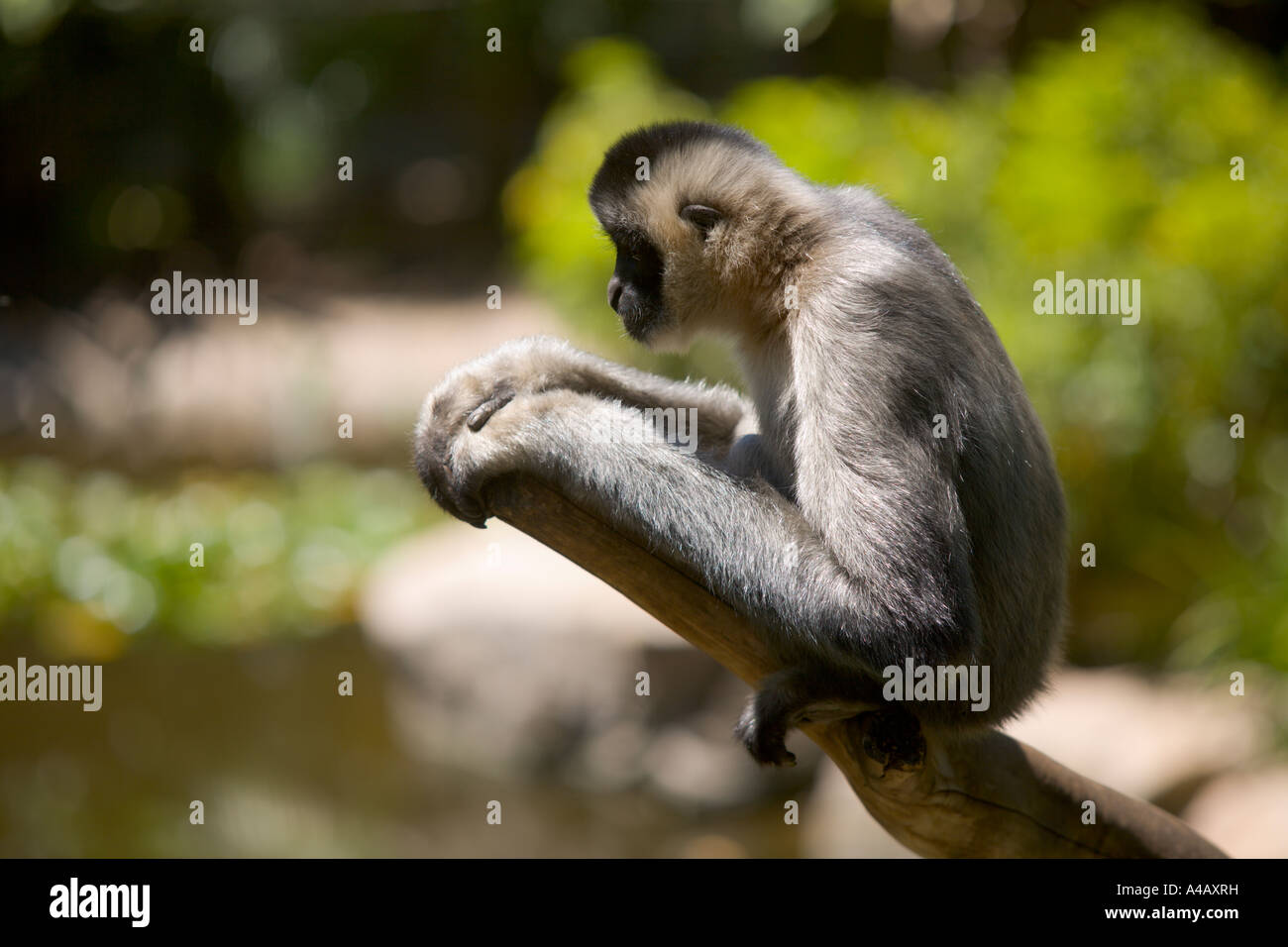 Siamang gibbon hylobates syndactylus hi-res stock photography and ...