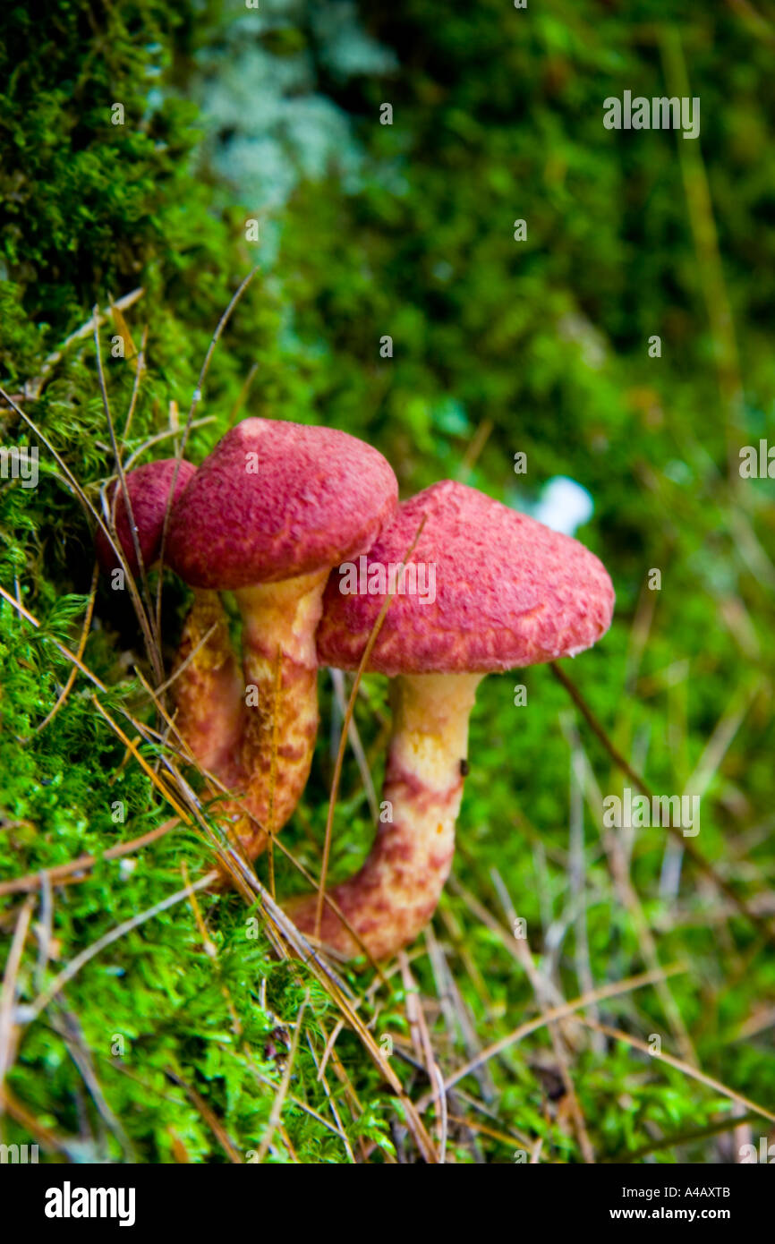 Red toadstool in a woodland setting Stock Photo - Alamy