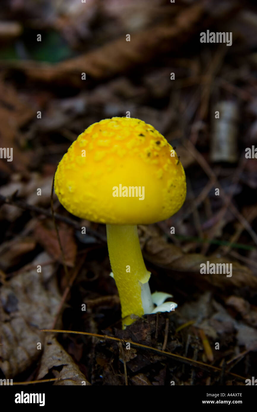 Yellow toadstool in a woodland setting Stock Photo - Alamy