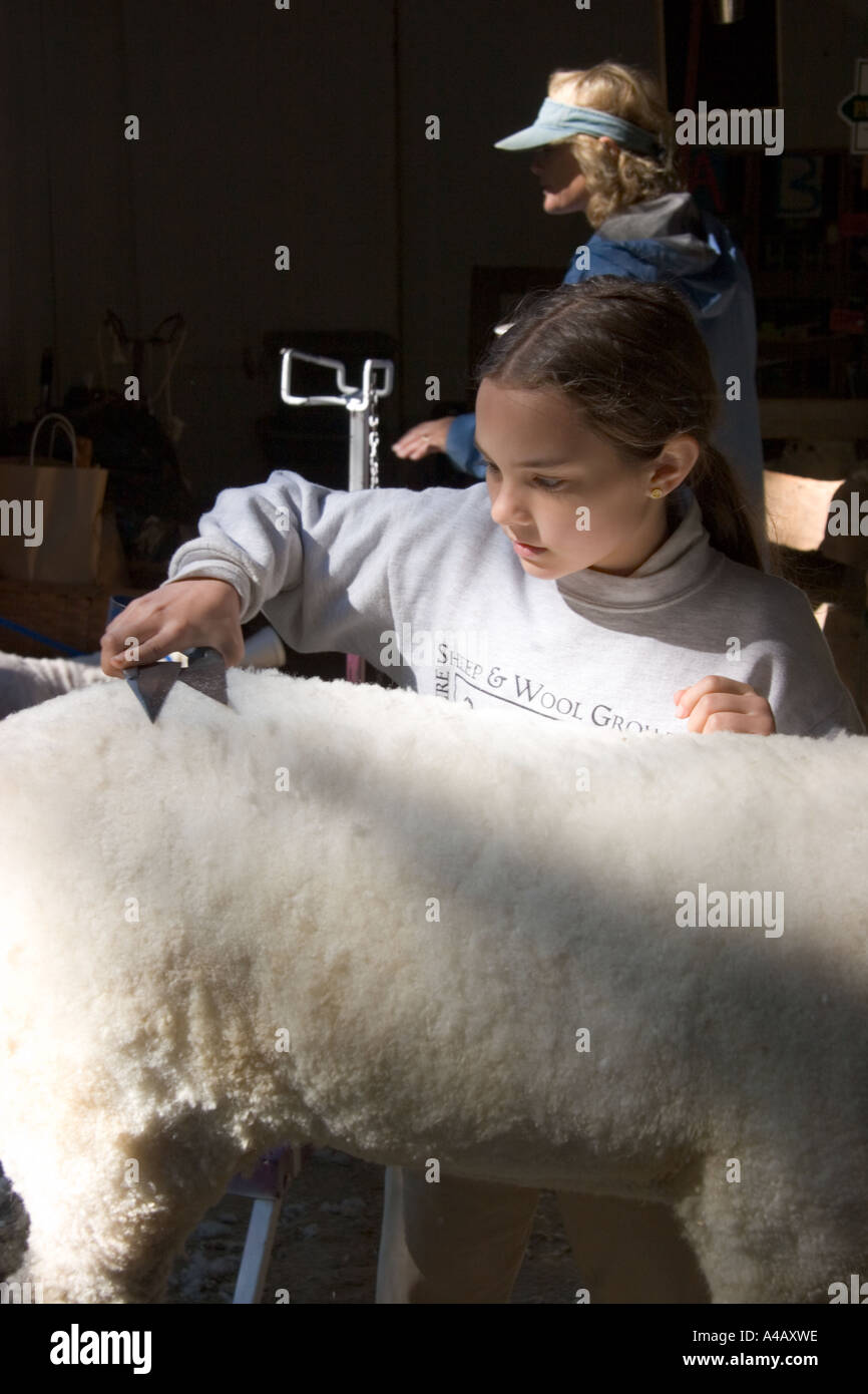 Girl grooming her sheep at the Hillsborough County Fair New Boston New ...