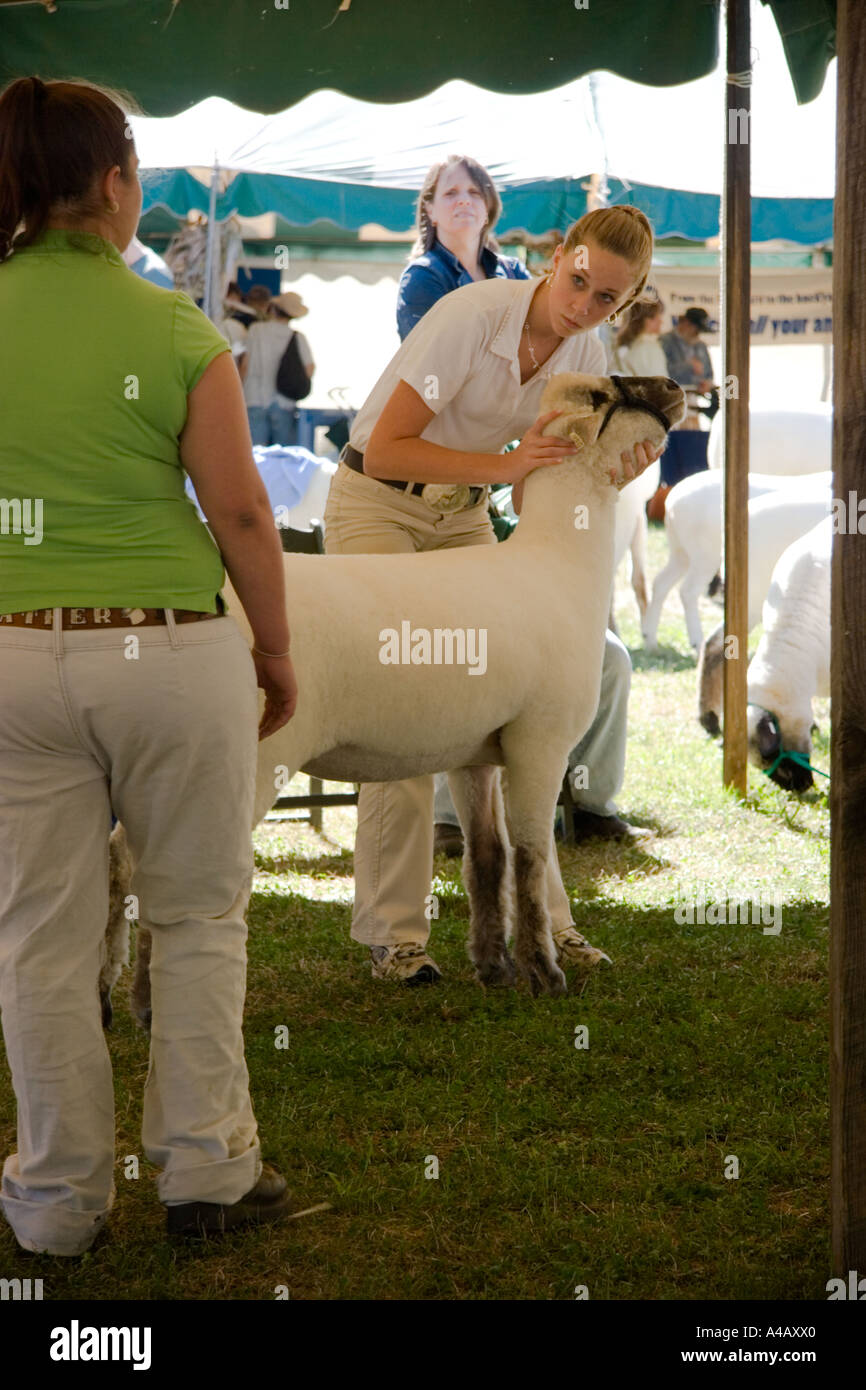 Judge sheep hi-res stock photography and images - Alamy