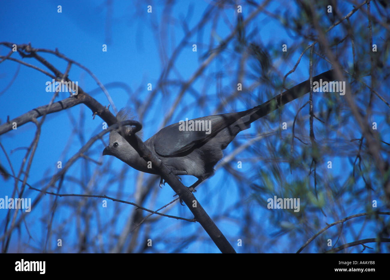 Grey Lorie Grey go away bird Graulärmvogel Corythaaixoides concolor ...