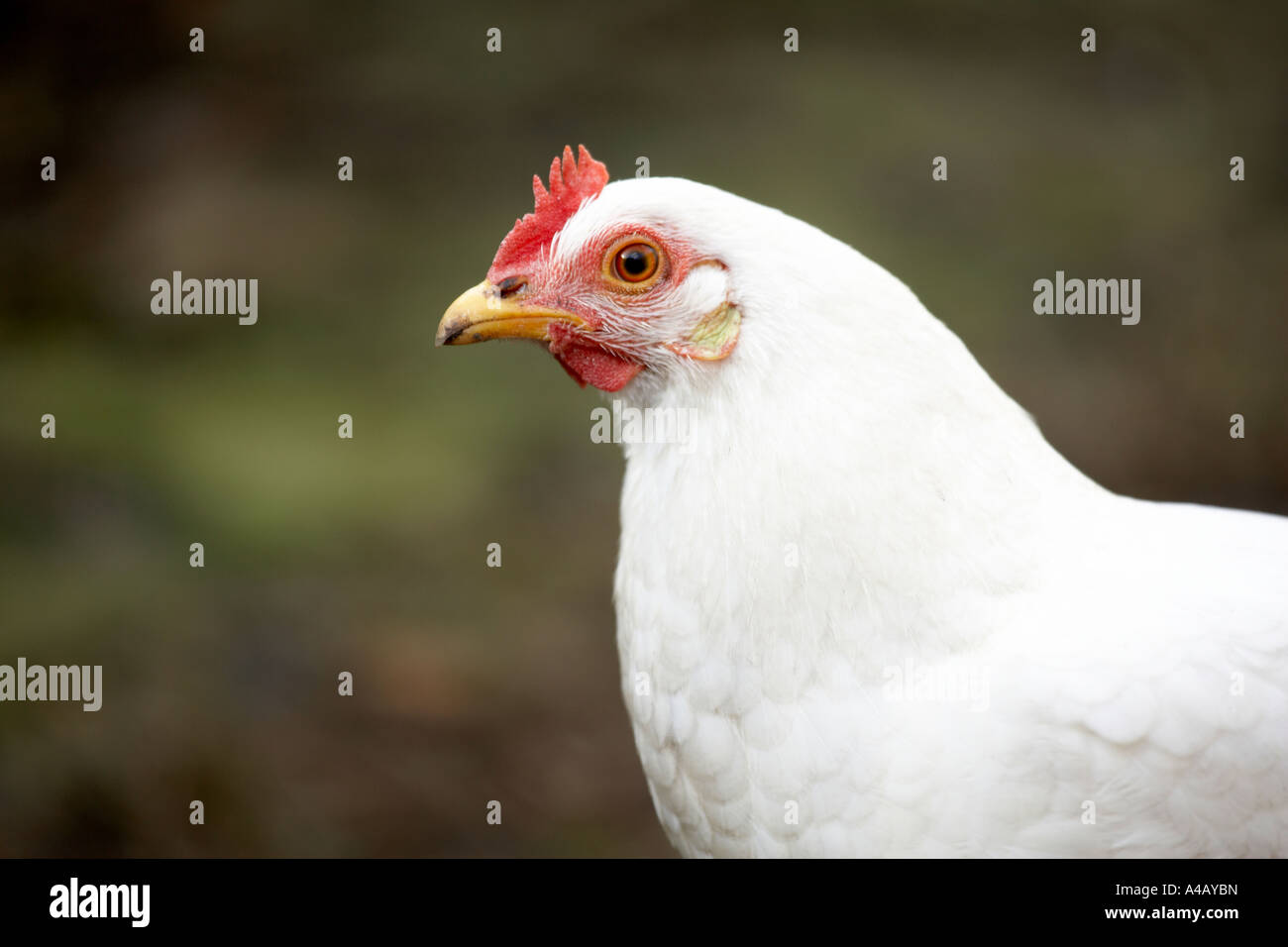 Portrait of a white bantam England UK Stock Photo - Alamy
