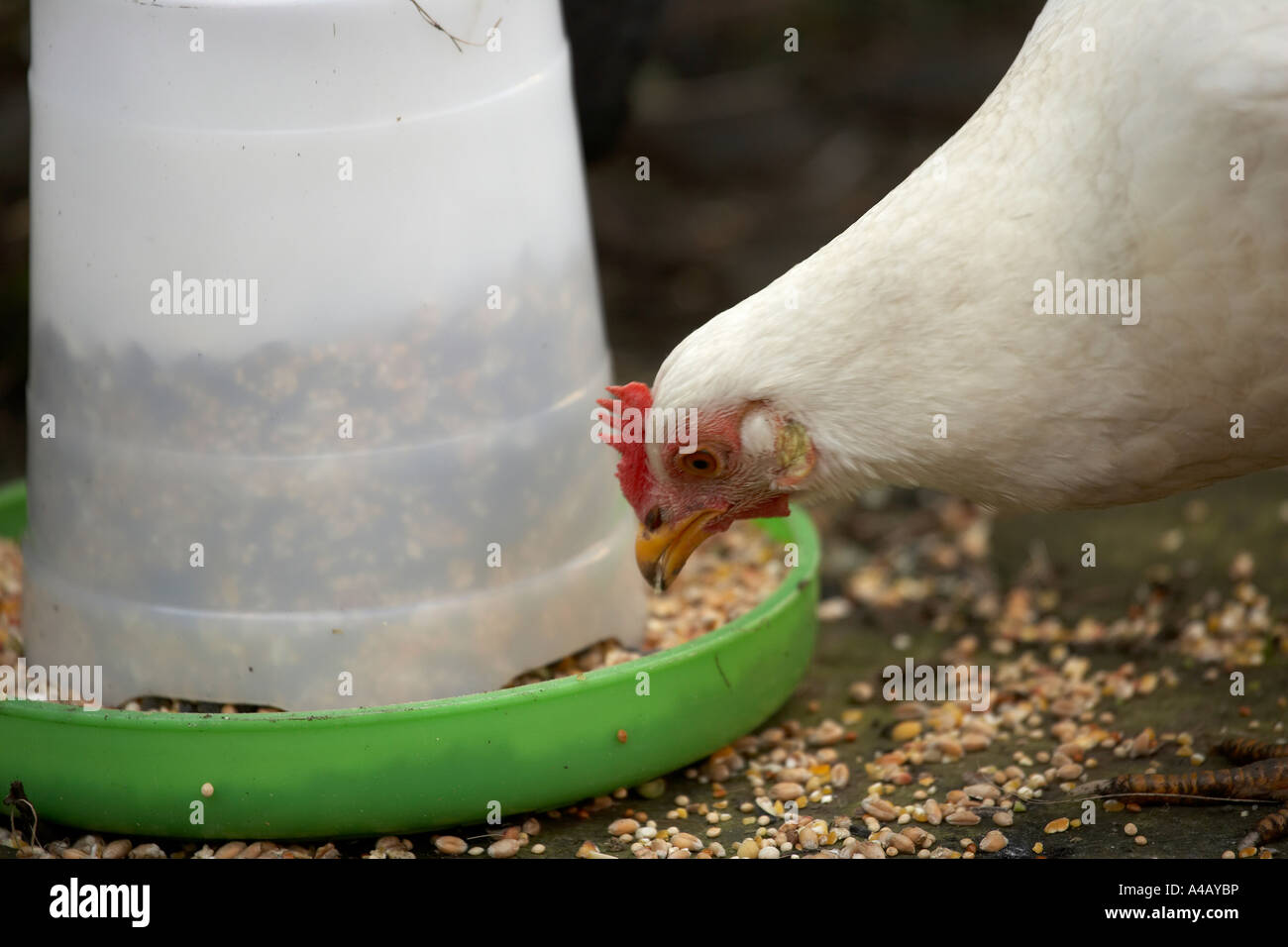 White bantam feeding at a hen feeder England UK Stock Photo - Alamy