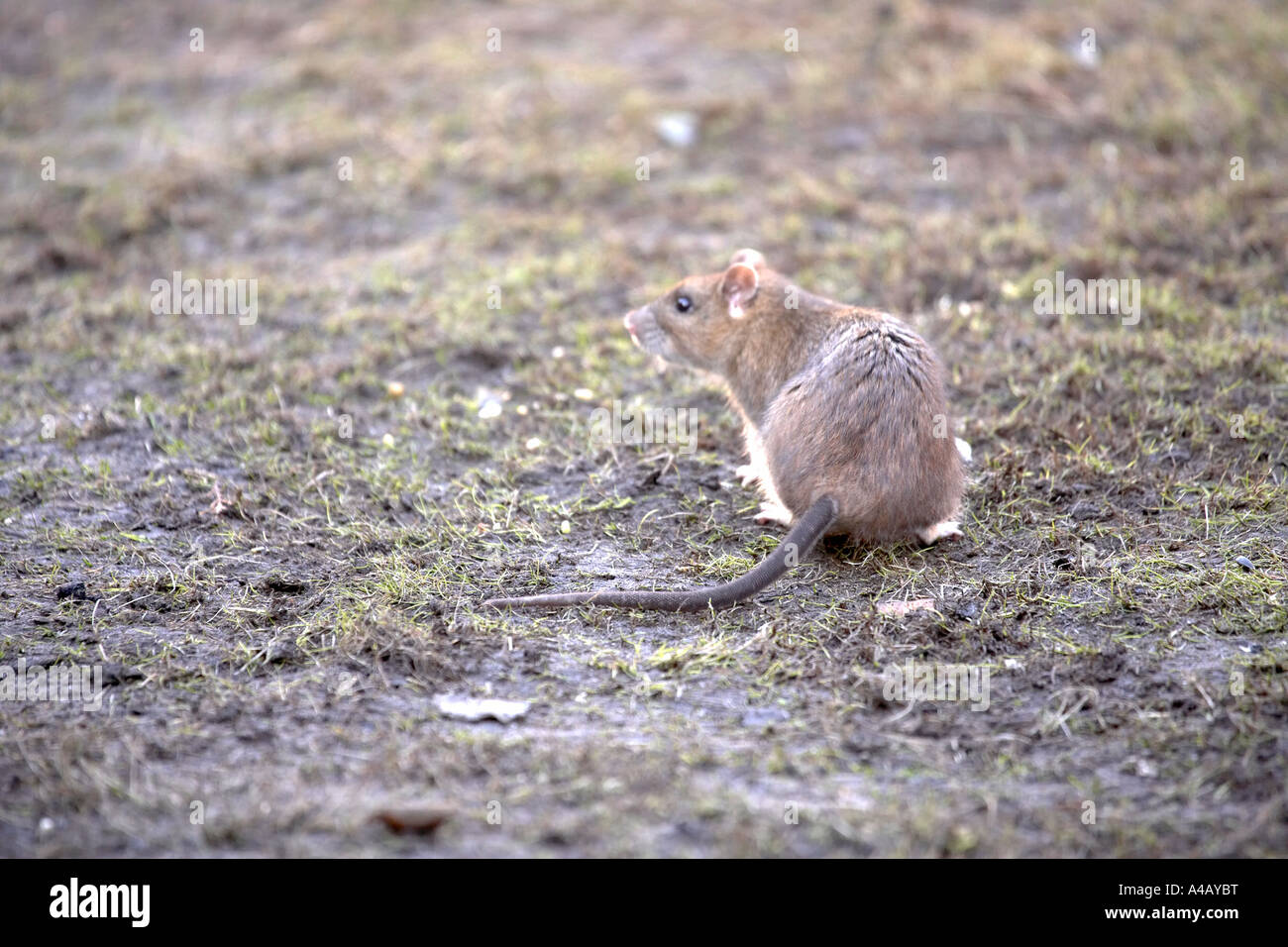 Brown rat Rattus norvegicus a widespread pest Introduced to Britain in ...