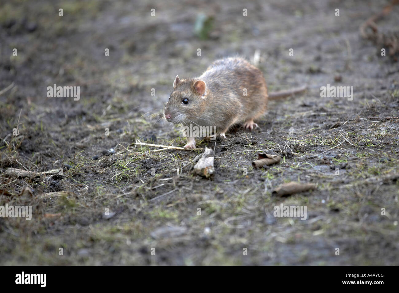 Brown rat Rattus norvegicus a widespread pest Introduced to Britain in ...