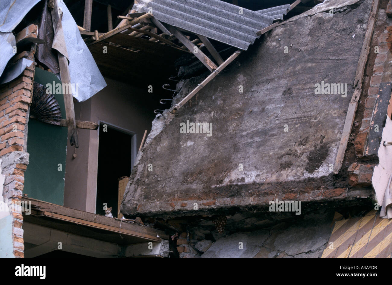 Earthquake in Colombia 1999 - a cat reluctant to leave its collapsed ...