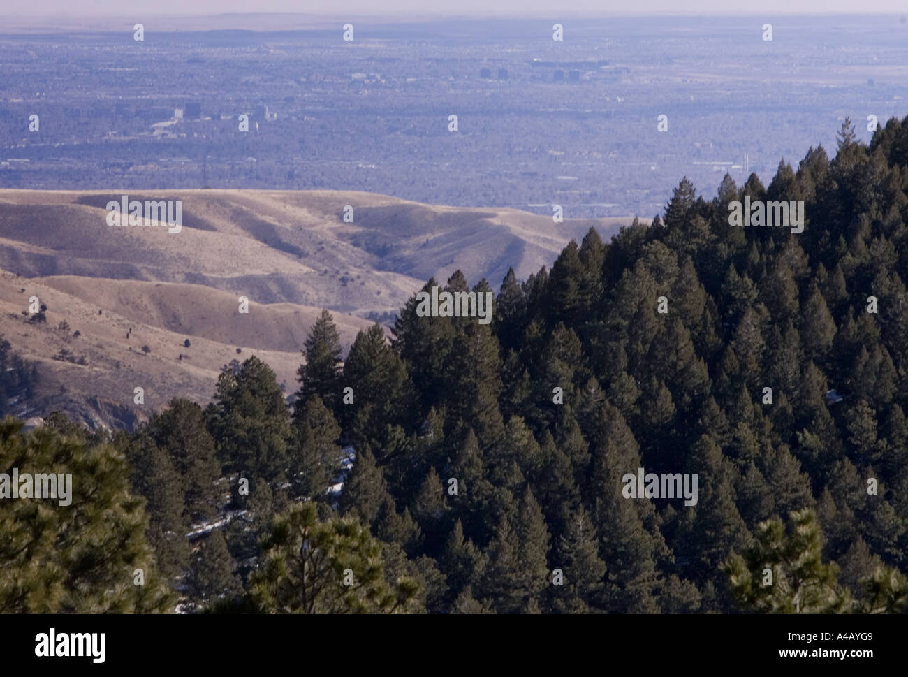 Denver trees hi-res stock photography and images - Alamy