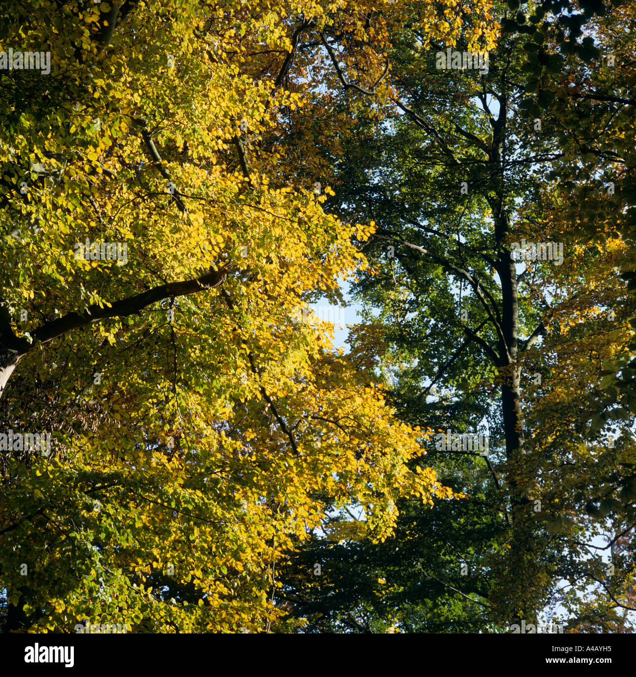 Beech Trees In autumn Richmond Park Surrey U.K. England Europe Stock ...