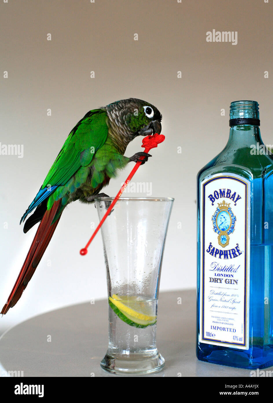 Pet parrot with a drink Stock Photo - Alamy