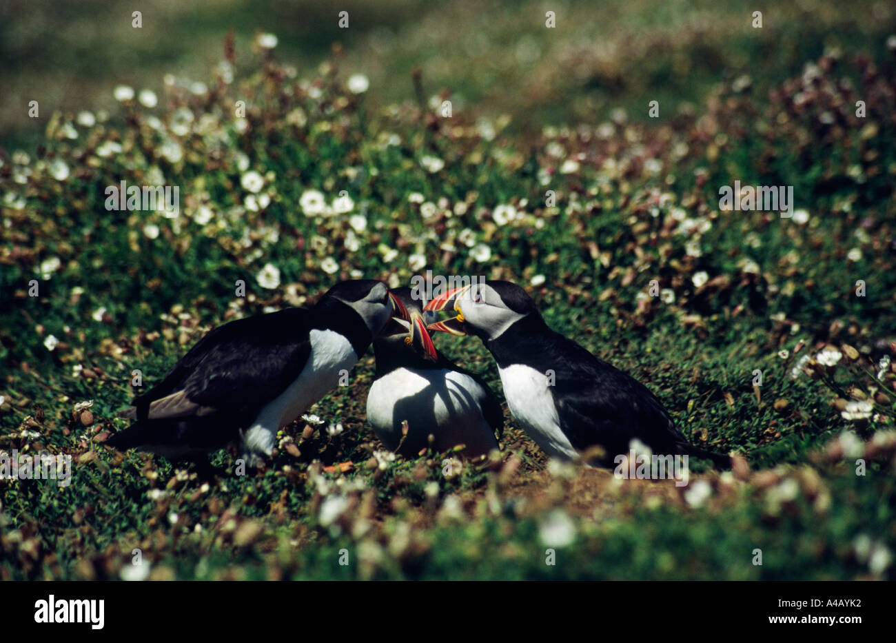 Group of three puffins hi-res stock photography and images - Alamy
