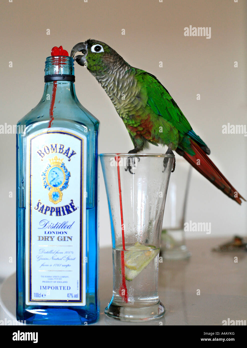 Pet parrot with a drink Stock Photo - Alamy