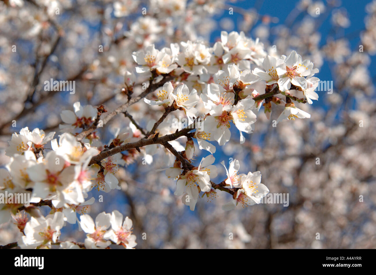 Almond Tree in Full Bloom Stock Photo - Alamy