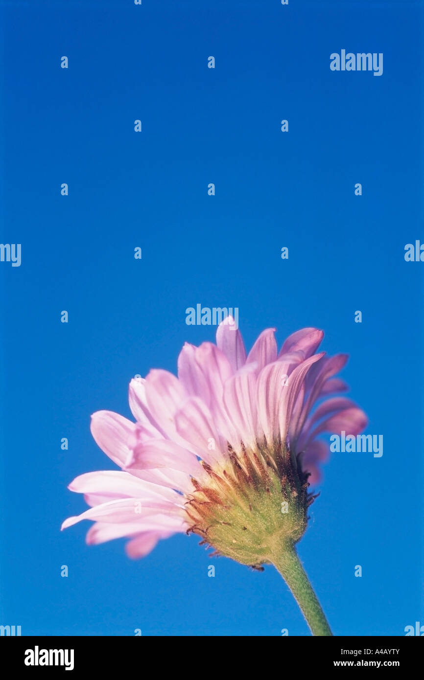 Flower and blue sky Stock Photo - Alamy
