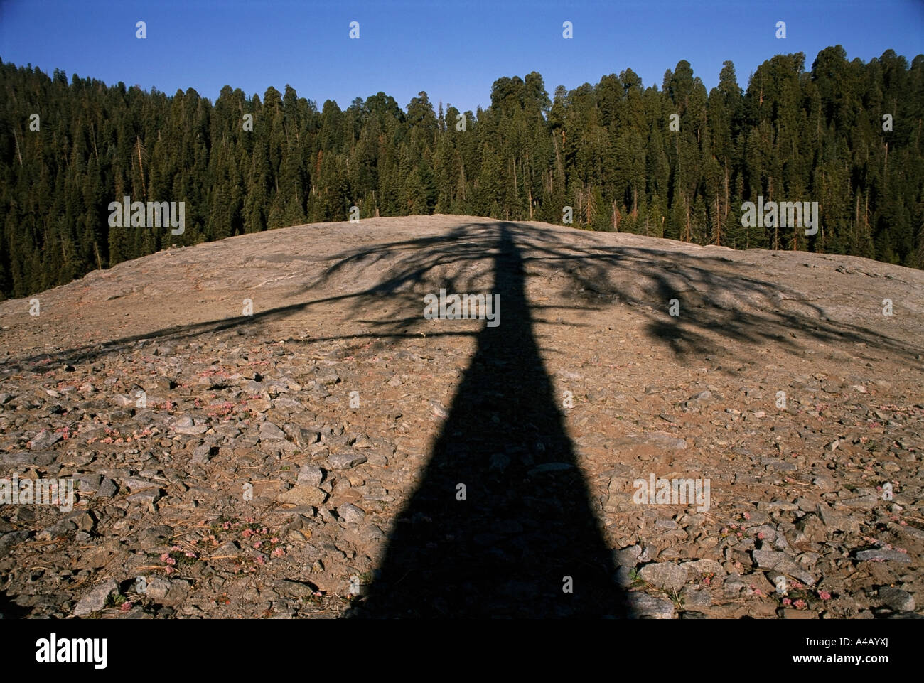 Tree Shadow, Kings Canyon National Park, California, USA Stock Photo ...