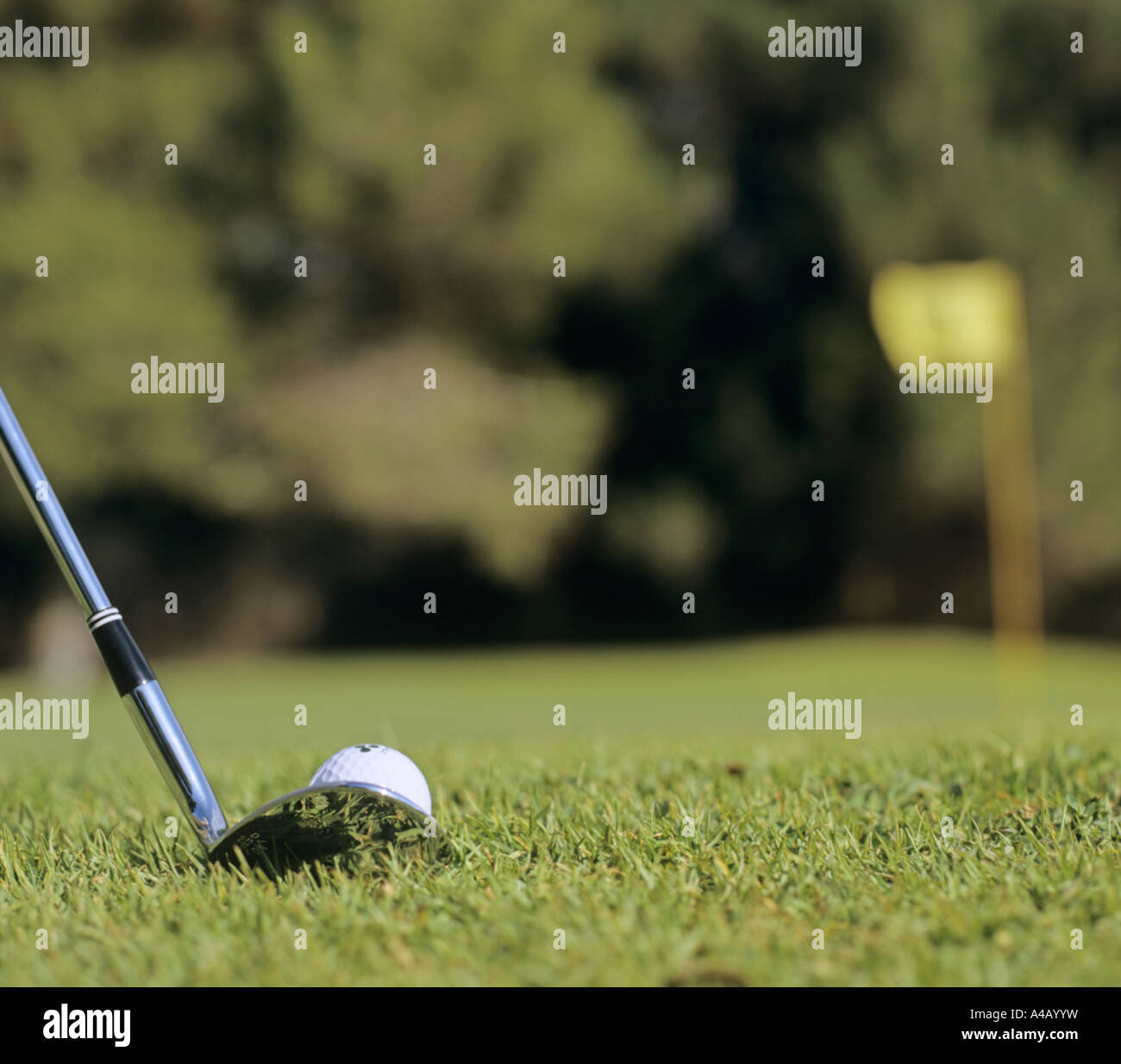 golfer chipping onto the green at a golf course Stock Photo - Alamy