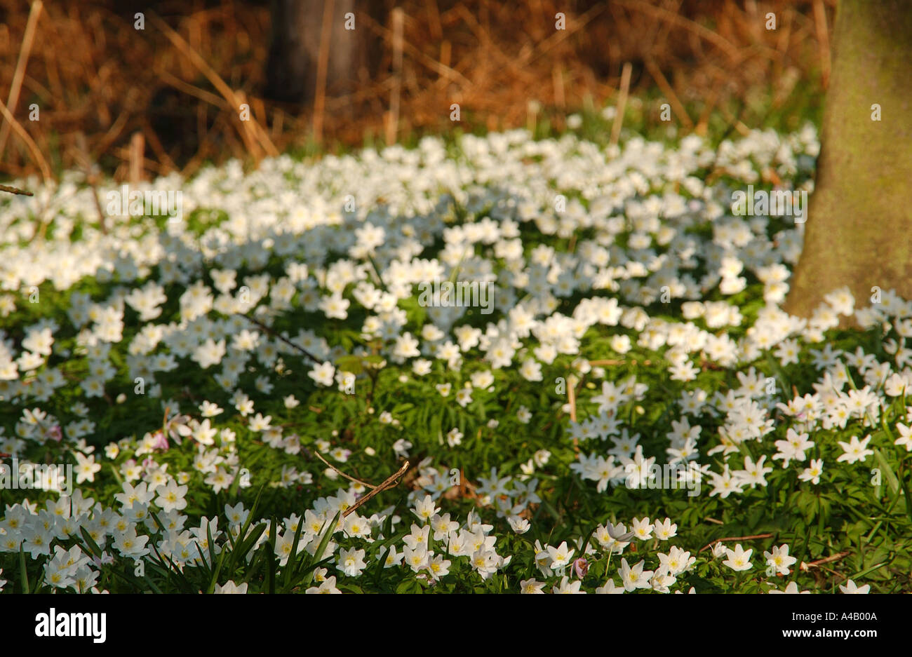 White wood anemones beech forest hi-res stock photography and images ...