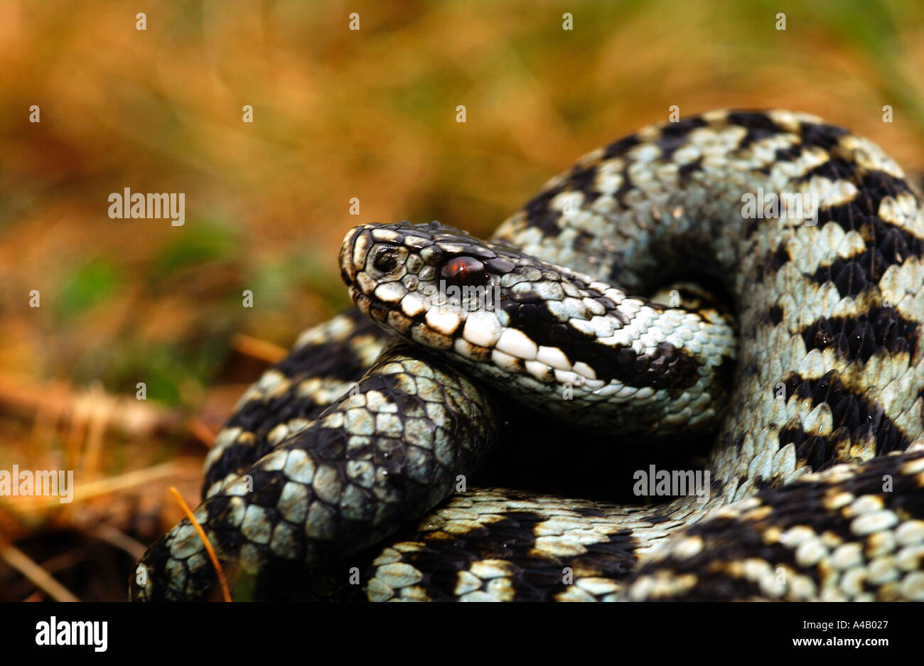 Snake fangs uk adder hi-res stock photography and images - Alamy