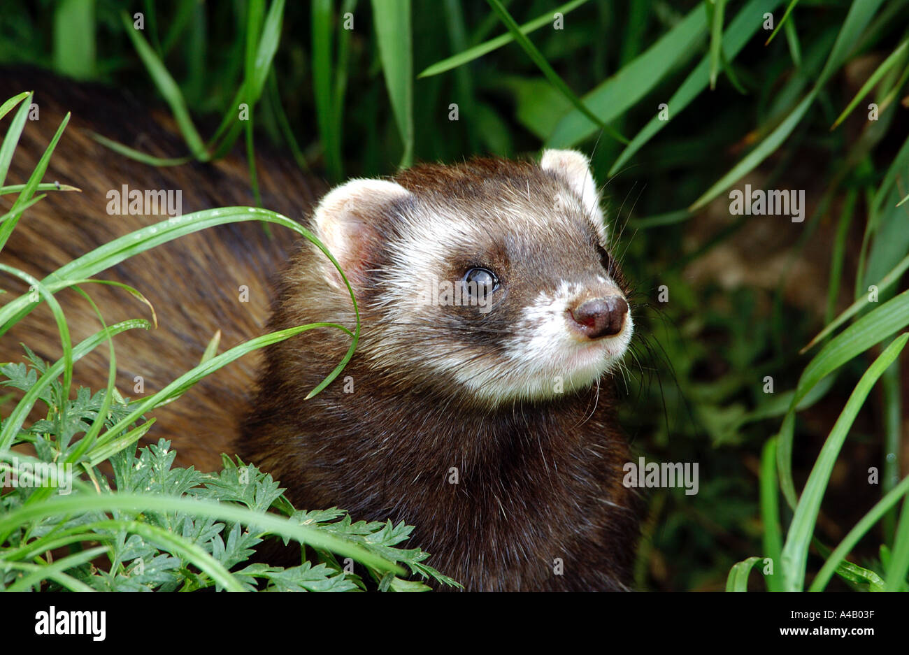 Polecats of the uk hi-res stock photography and images - Alamy