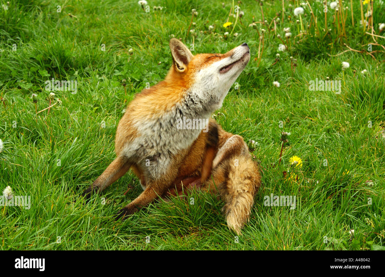 Fox having hi-res stock photography and images - Alamy