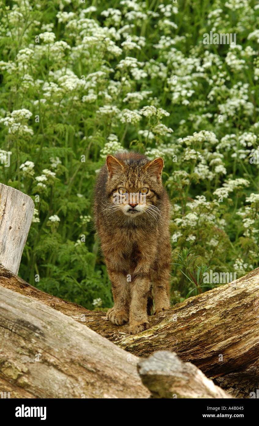 Endangered scottish wildcat hi-res stock photography and images - Alamy