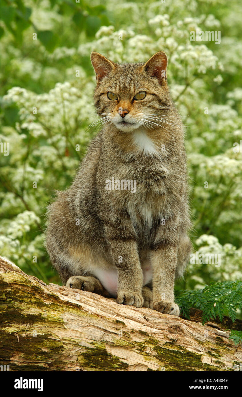 Scottish wildcats hi-res stock photography and images - Alamy