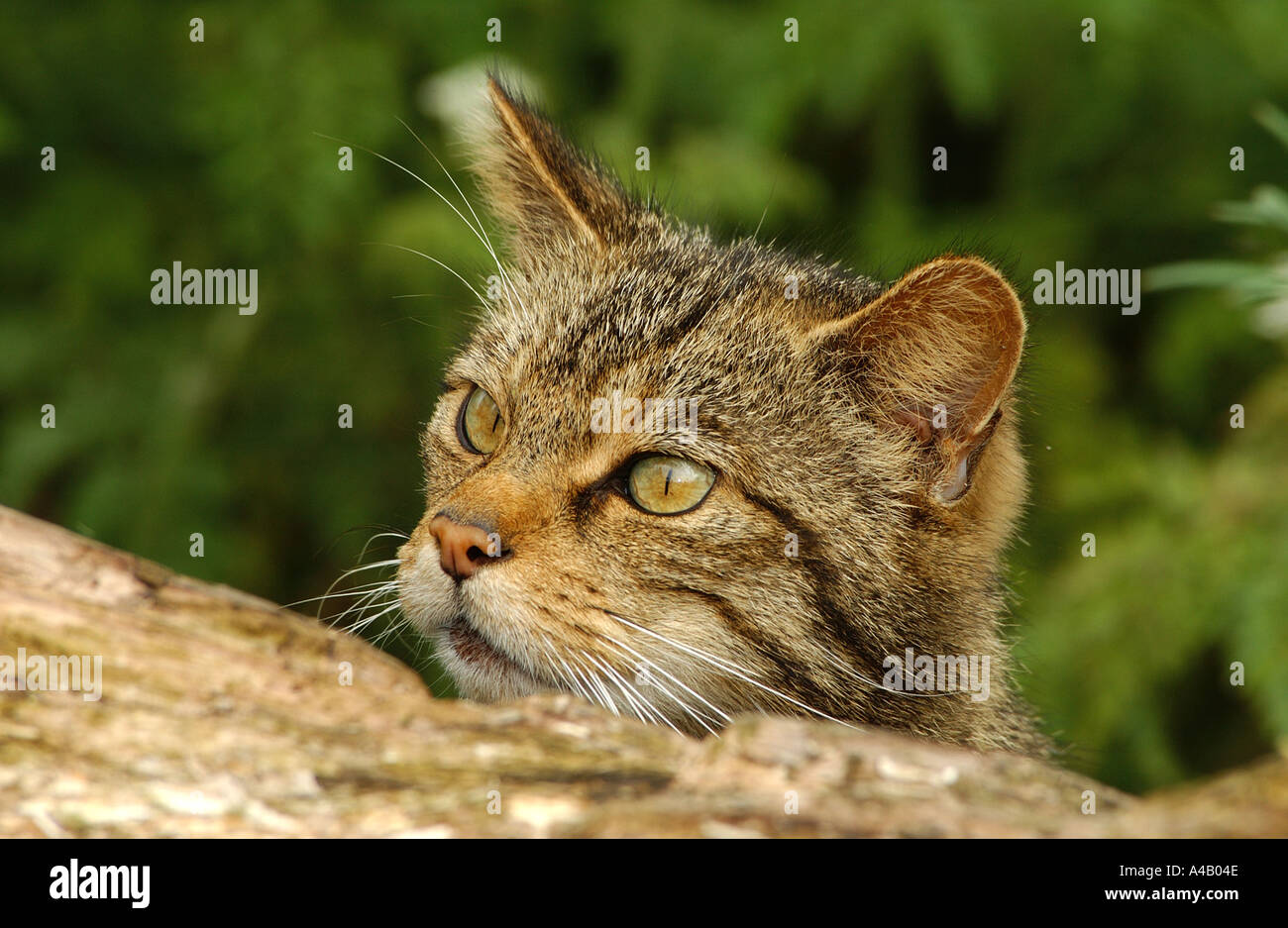 Endangered scottish wildcat hi-res stock photography and images - Alamy