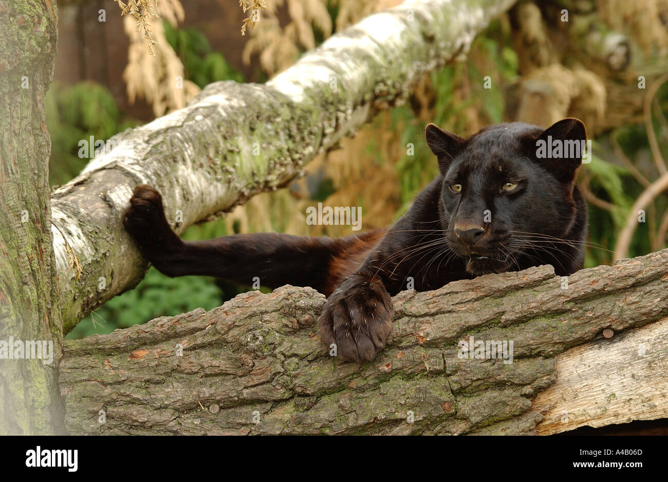 Black panther tree hi-res stock photography and images - Alamy