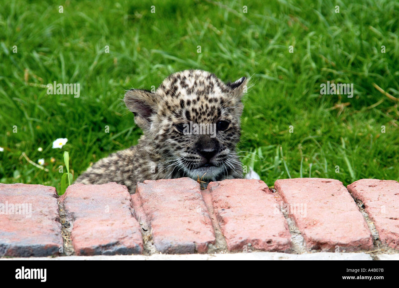 Hand reared 6 week old Persian Leopard Cub Stock Photo - Alamy