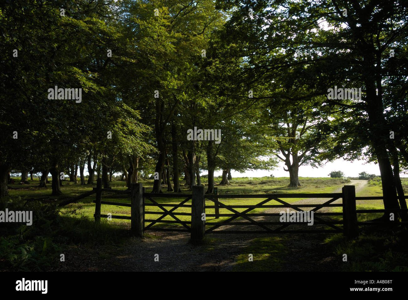 In forest gate hi-res stock photography and images - Alamy