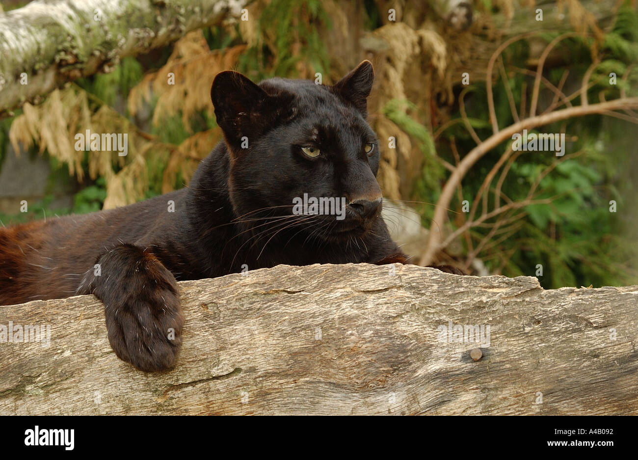 Black panther tree hi-res stock photography and images - Alamy