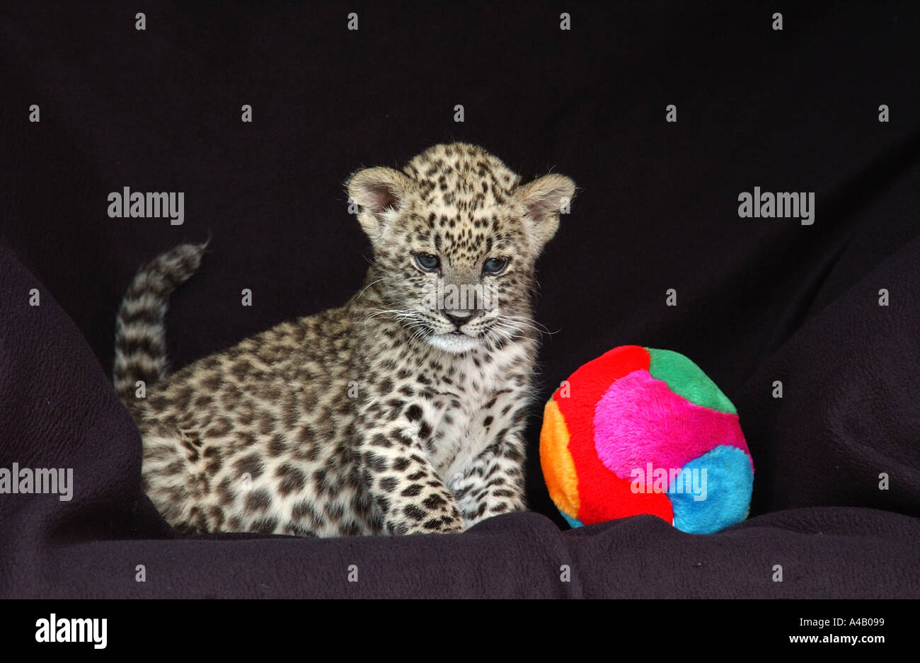 Persian Leopard cub bred in captivity Stock Photo - Alamy