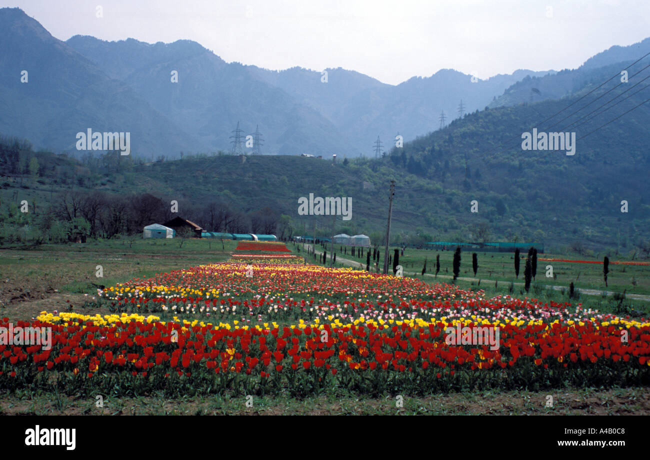 Tulip fields in Srinagar botanical garden Jammu Kashmir India Stock ...